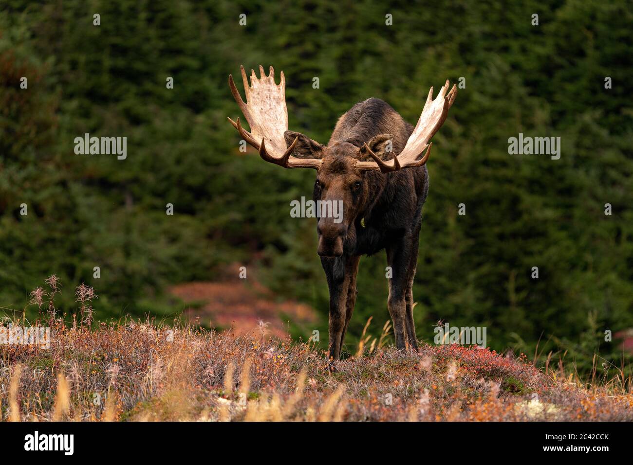bull moose in trees Stock Photo - Alamy