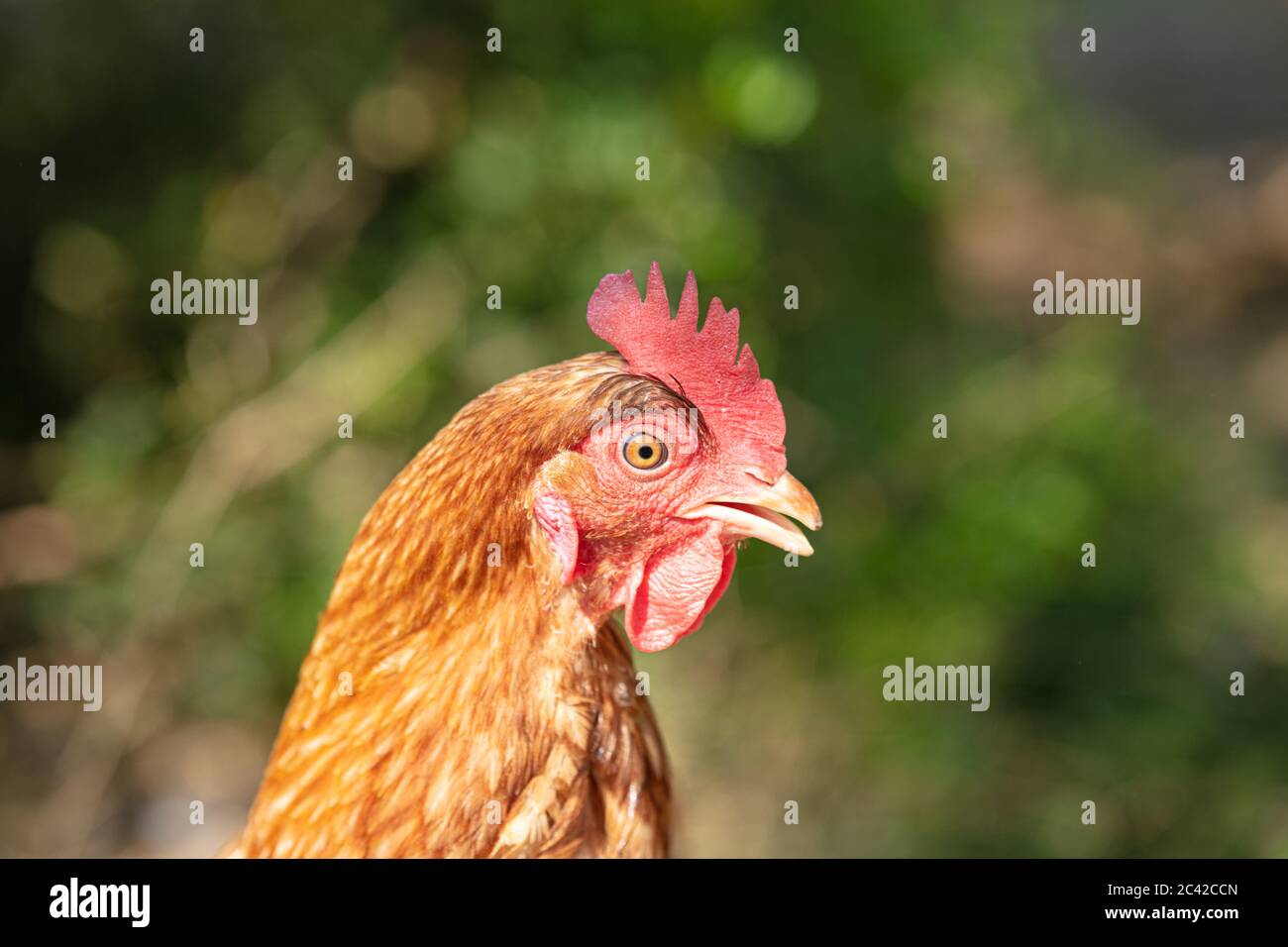 Red-headed laying hen free in a field of grass Stock Photo - Alamy