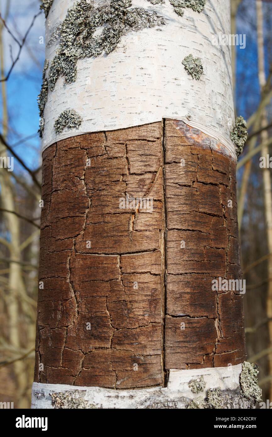 Birch Tree Bark