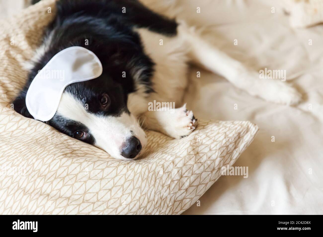 How Much Sleep Does A Border Collie Need