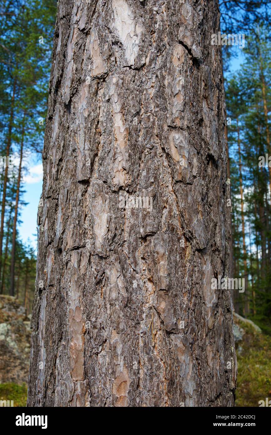 Closeup of an European matured pine tree trunk and bark ( Pinus ...