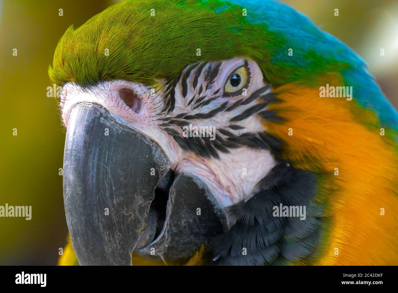 Parrot head hi-res stock photography and images - Alamy