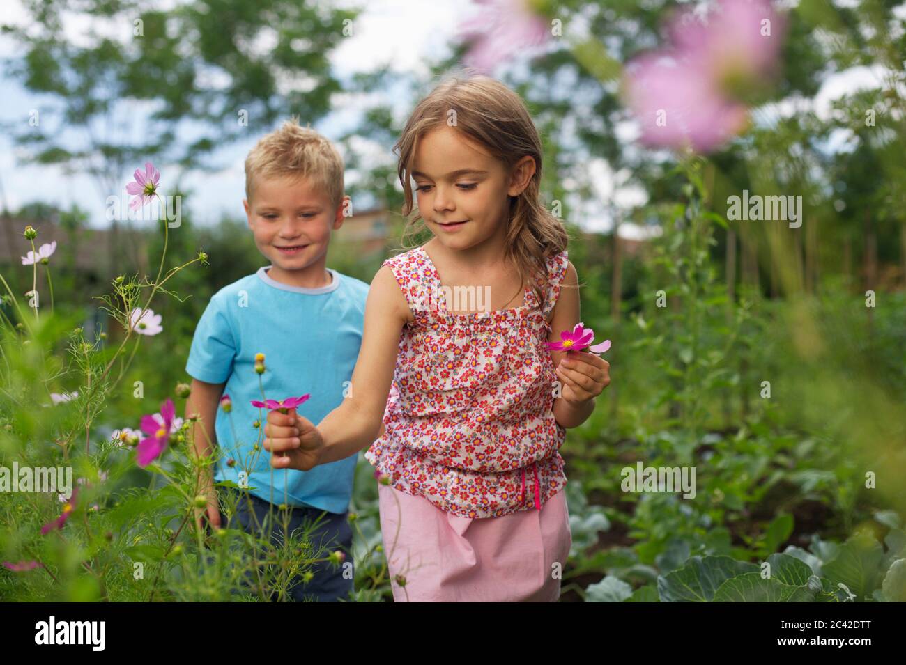 Children pick flowers hi-res stock photography and images - Alamy
