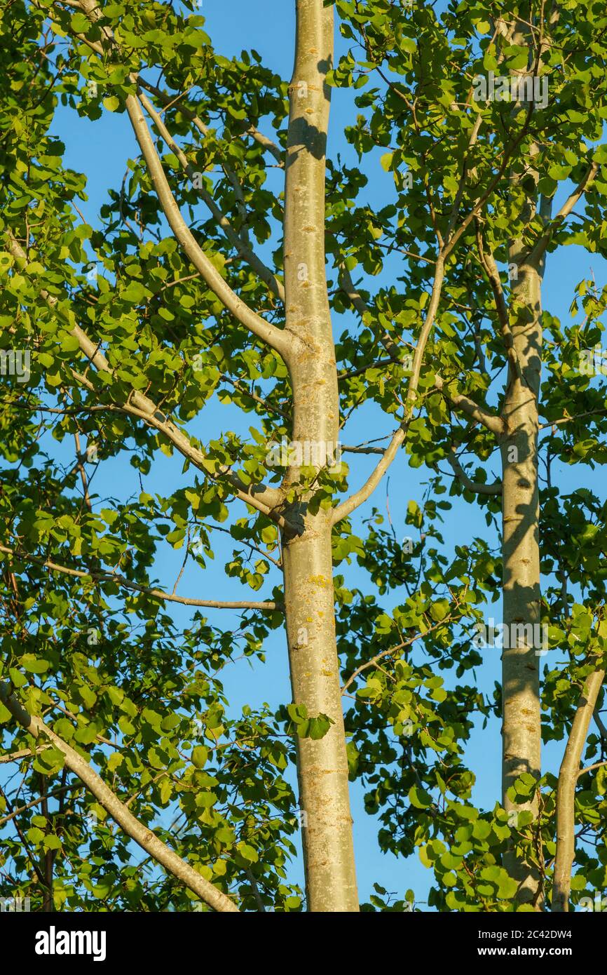 Young European aspen ( Populus tremula ) tree trunks, branches and ...