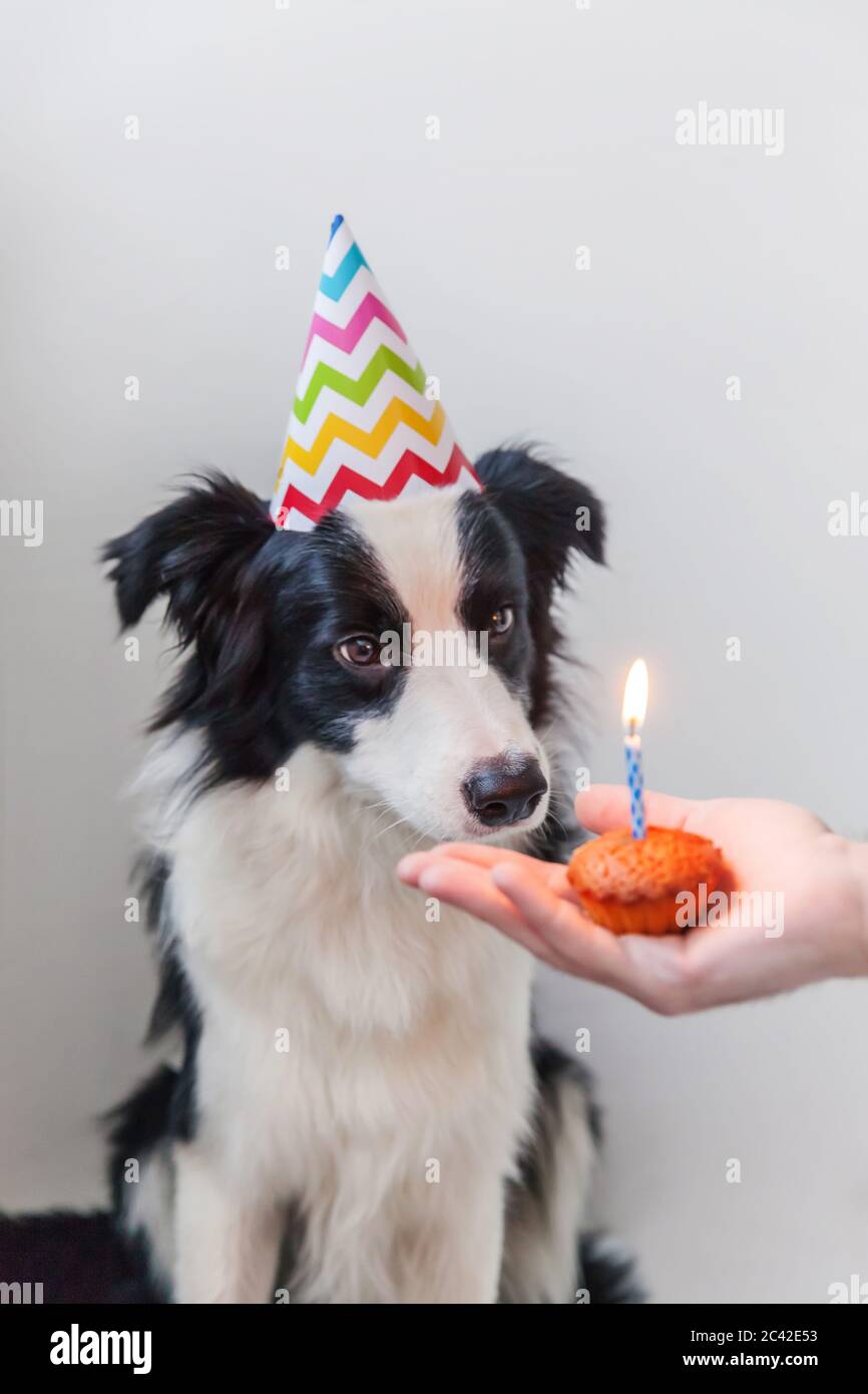 Funny portrait of cute smiling puppy dog border collie wearing birthday ...