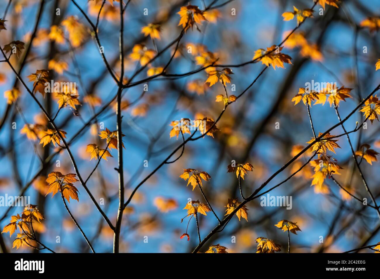 Red Maple, Acer rubrum, leaves emerging in spring with delicate color ...