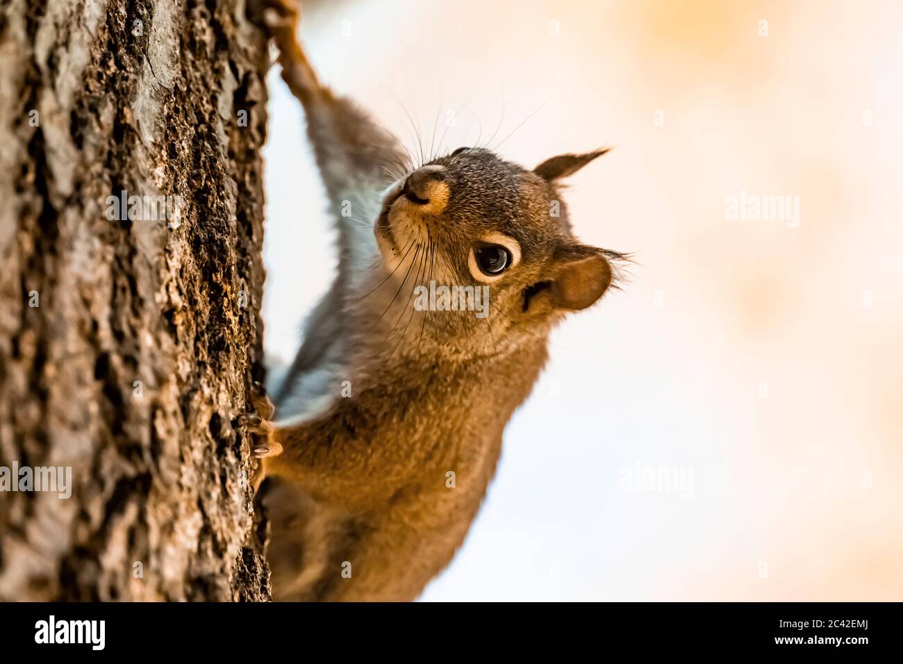 North american red oak hi-res stock photography and images - Alamy