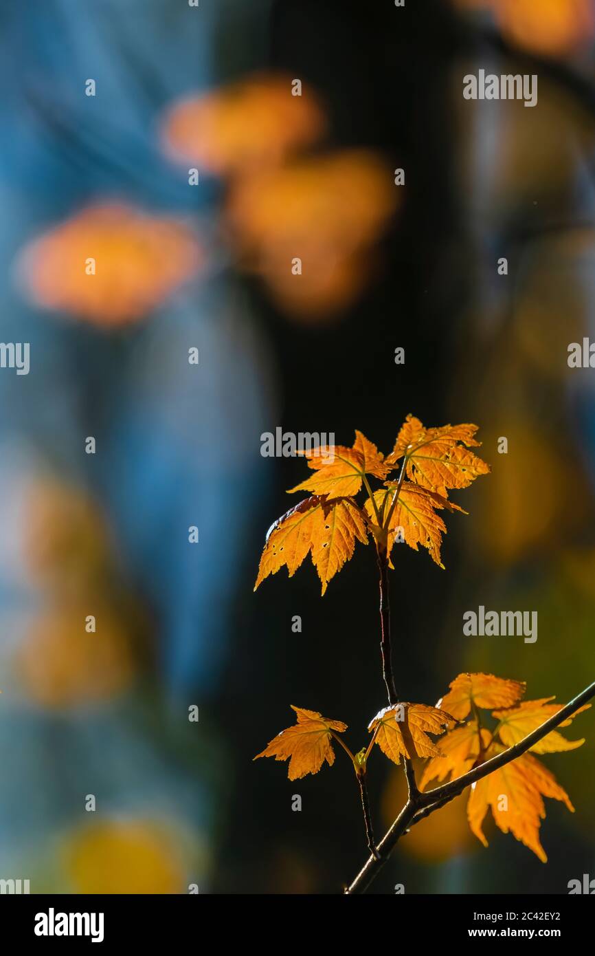 Red Maple, Acer rubrum, leaves emerging in spring with delicate color ...