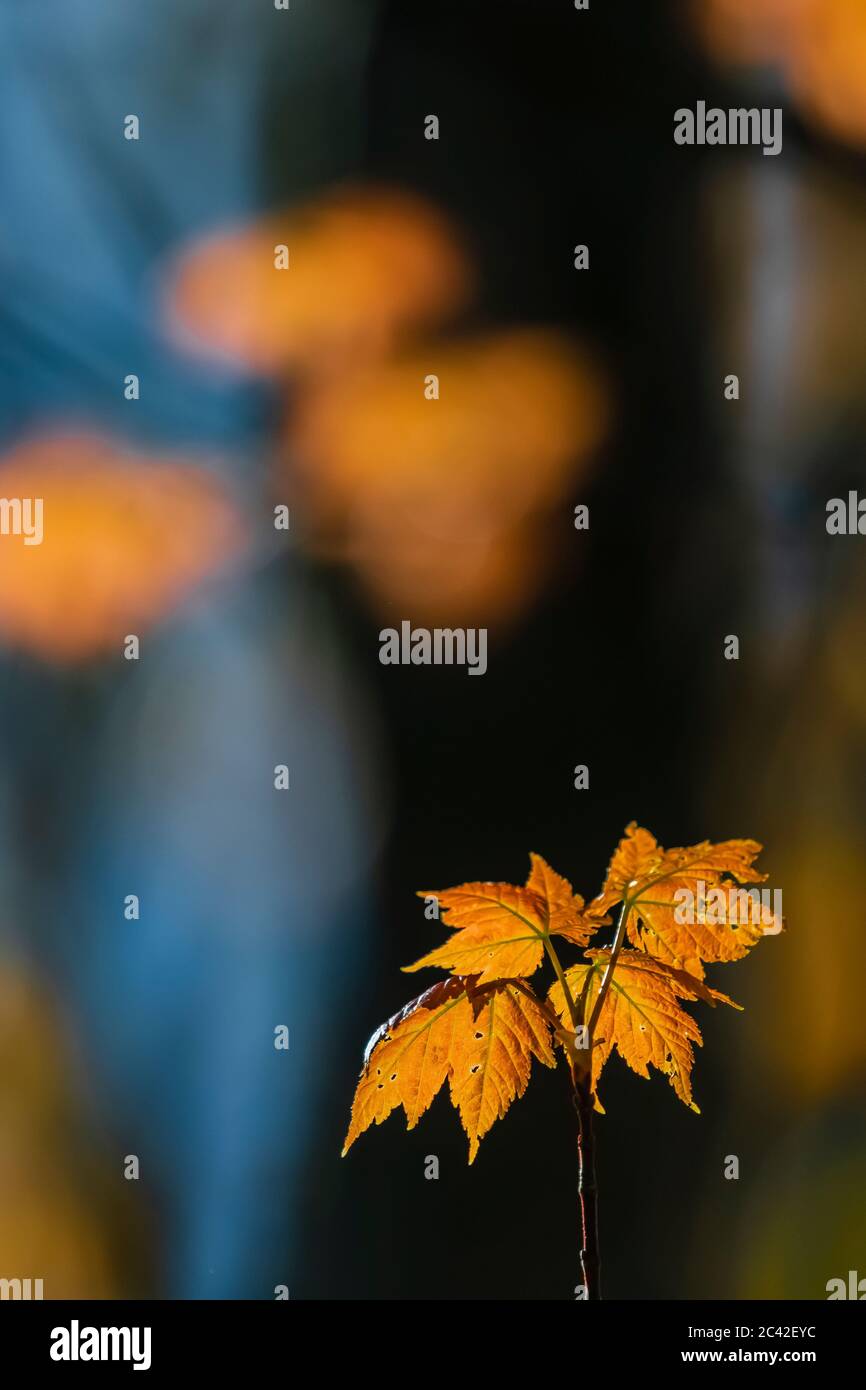 Red Maple, Acer rubrum, leaves emerging in spring with delicate color ...