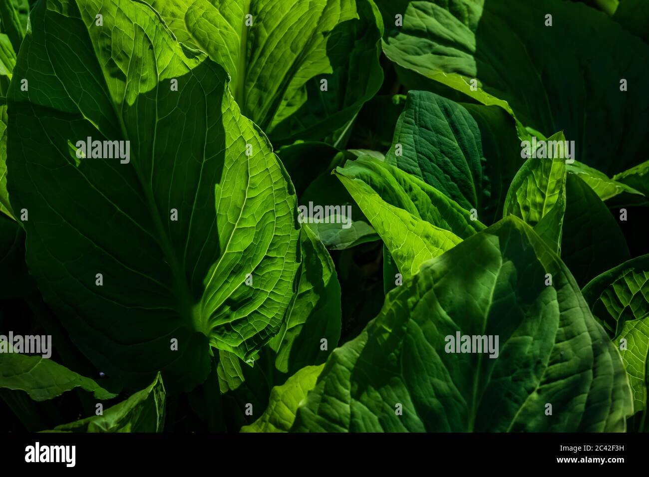 Skunk Cabbage, Symplocarpus foetidus, leaves in a wetland in central ...