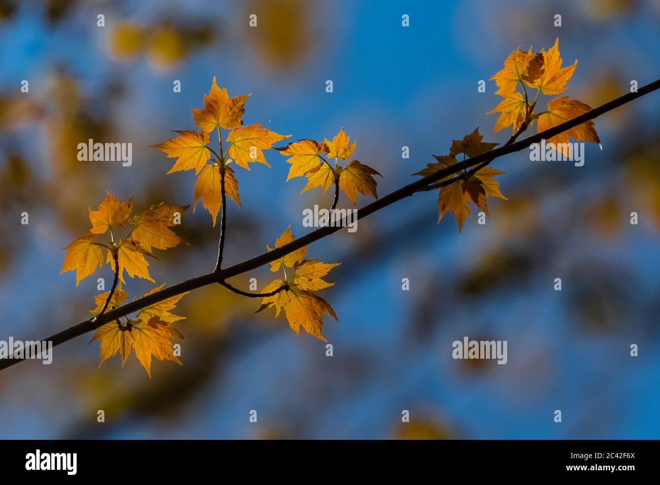 Red Maple, Acer rubrum, leaves emerging in spring with delicate color ...