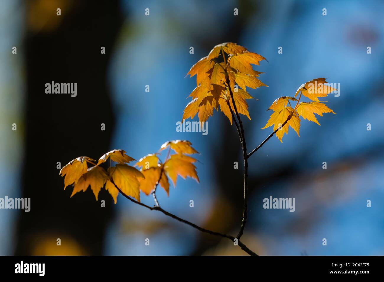 Red Maple, Acer rubrum, leaves emerging in spring with delicate color ...