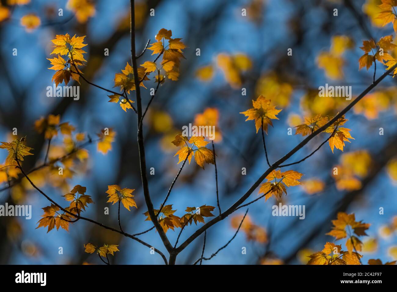Red Maple, Acer rubrum, leaves emerging in spring with delicate color ...