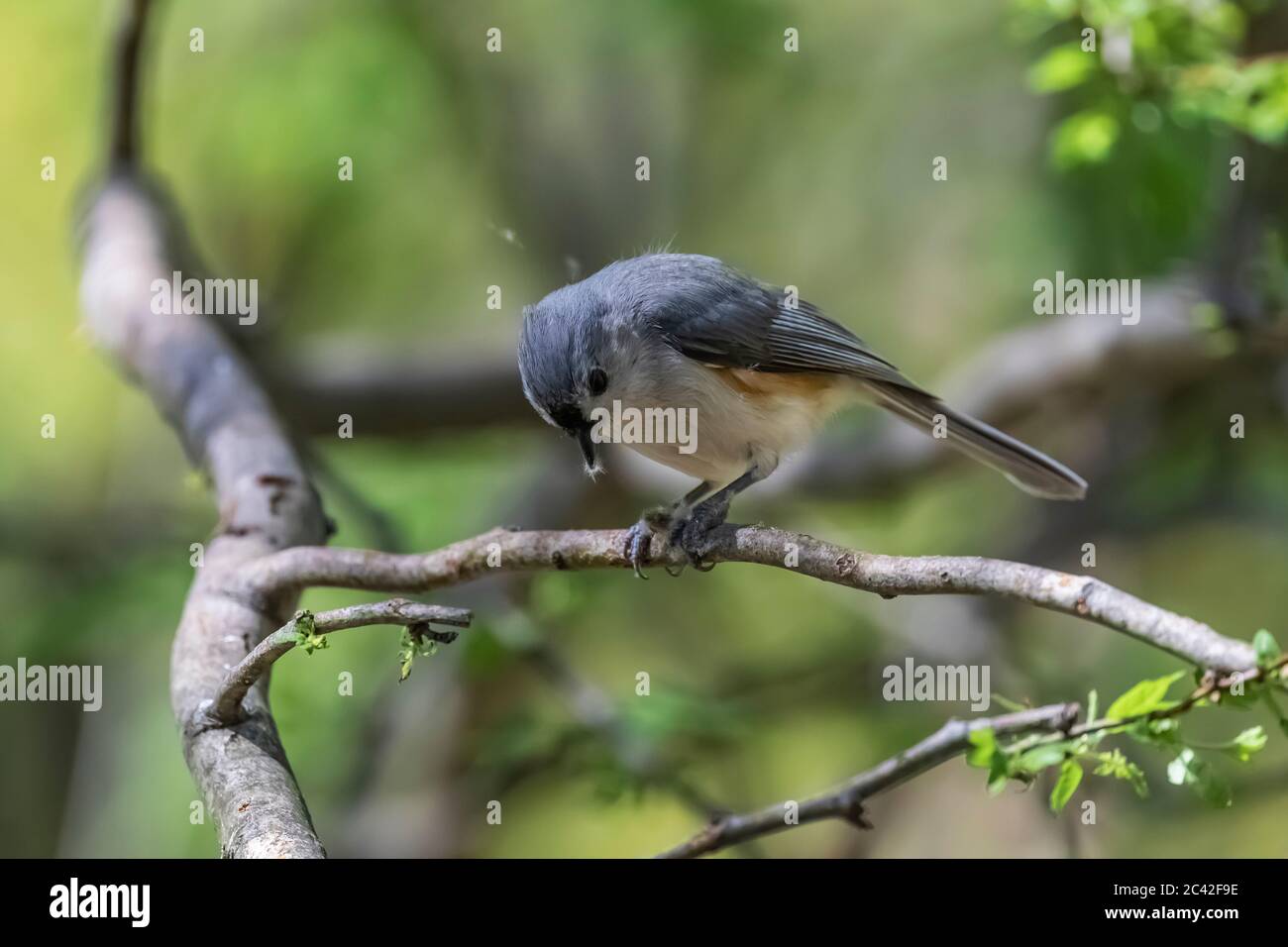 Eastern titmouse hi-res stock photography and images - Alamy