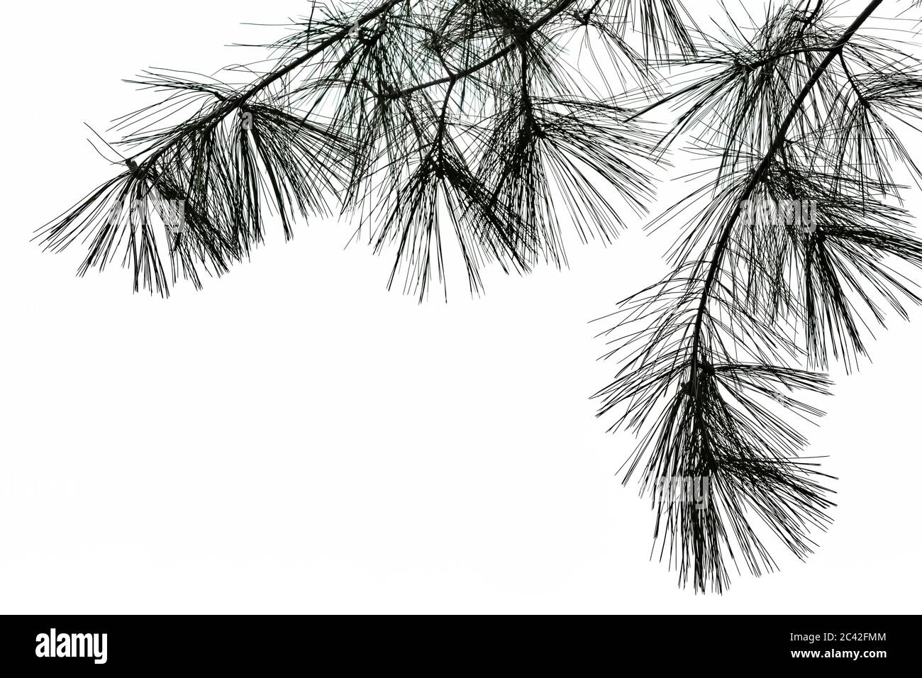 Pinus strobus branch white hi-res stock photography and images - Alamy