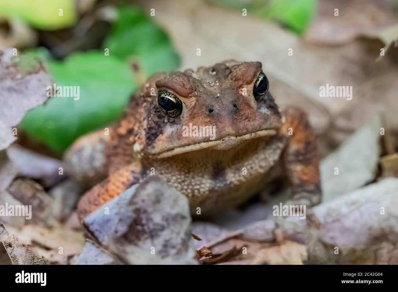 American toad anaxyrus americanus americanus hi-res stock photography ...