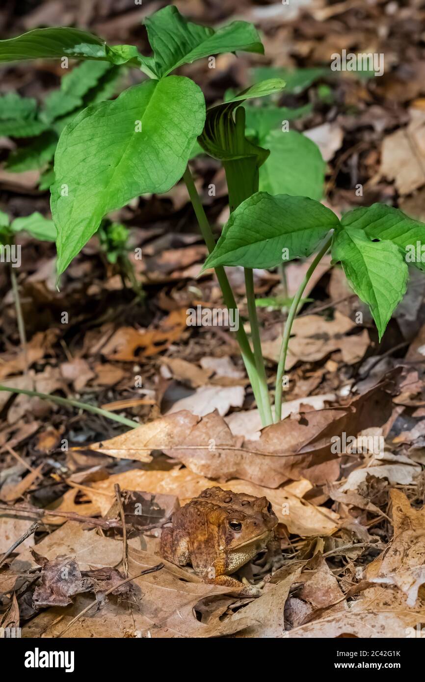 Eastern american toad hi-res stock photography and images - Alamy