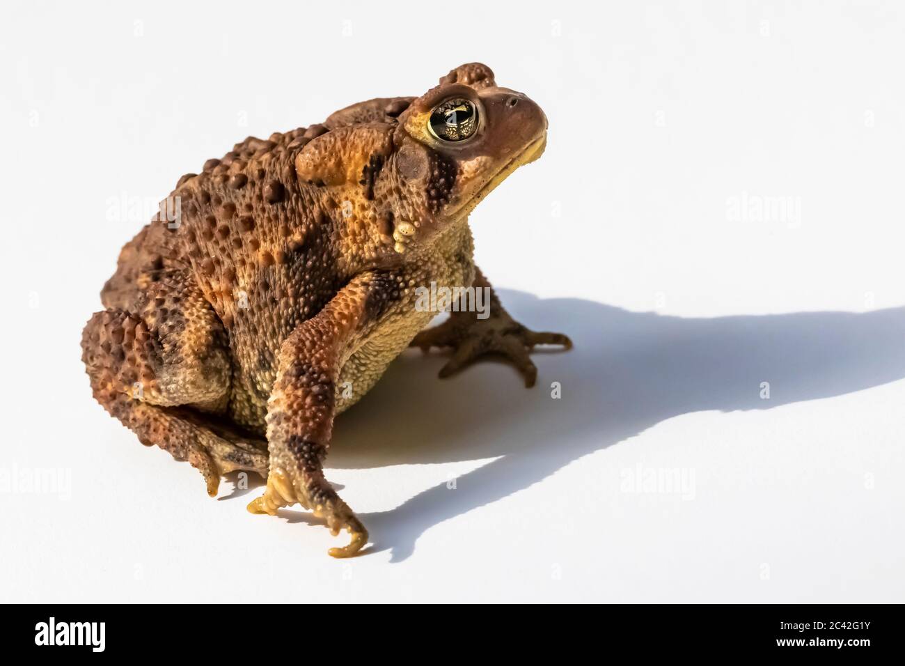 American toad anaxyrus americanus americanus hi-res stock photography ...