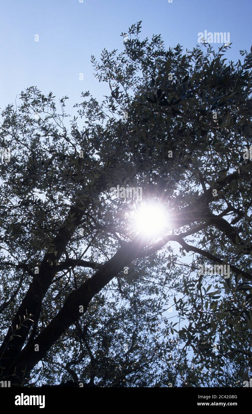 Sunlight breaks through branches of a tree - plants - nature Stock ...