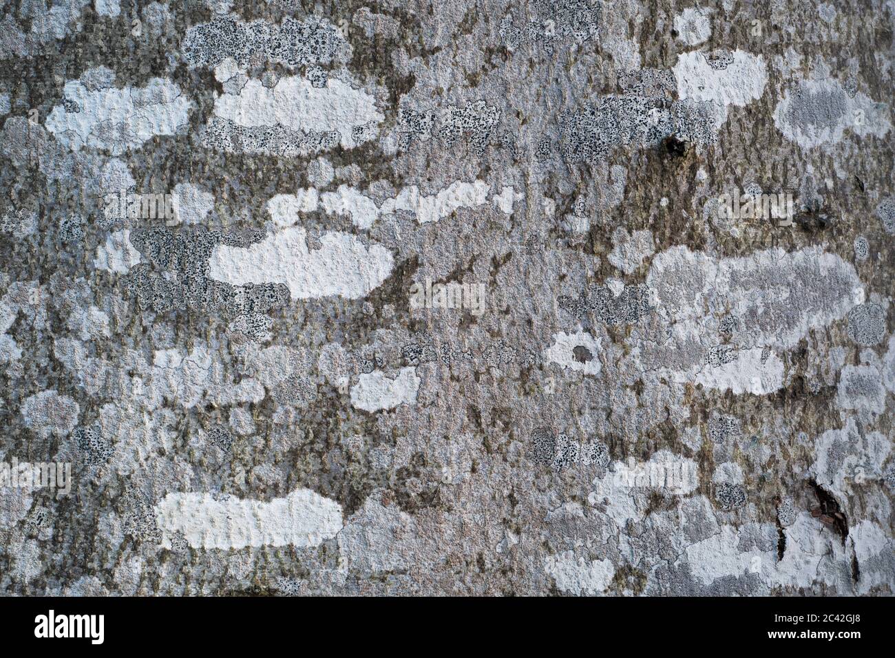 Lichen patterns on a bark of a beech tree in Velka Fatra national park ...