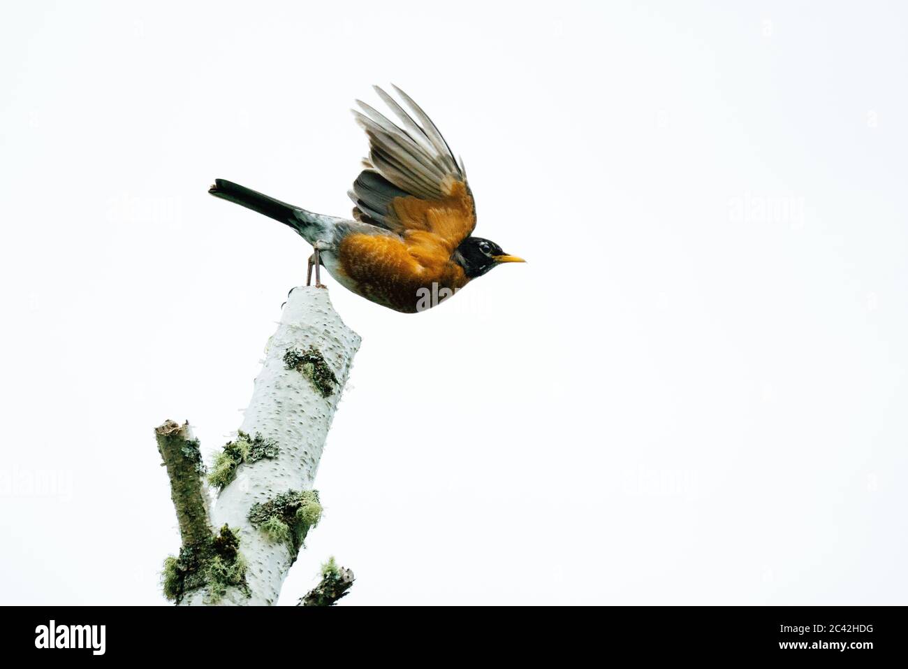 Side view from below of a robin taking flight from a birch snag Stock ...