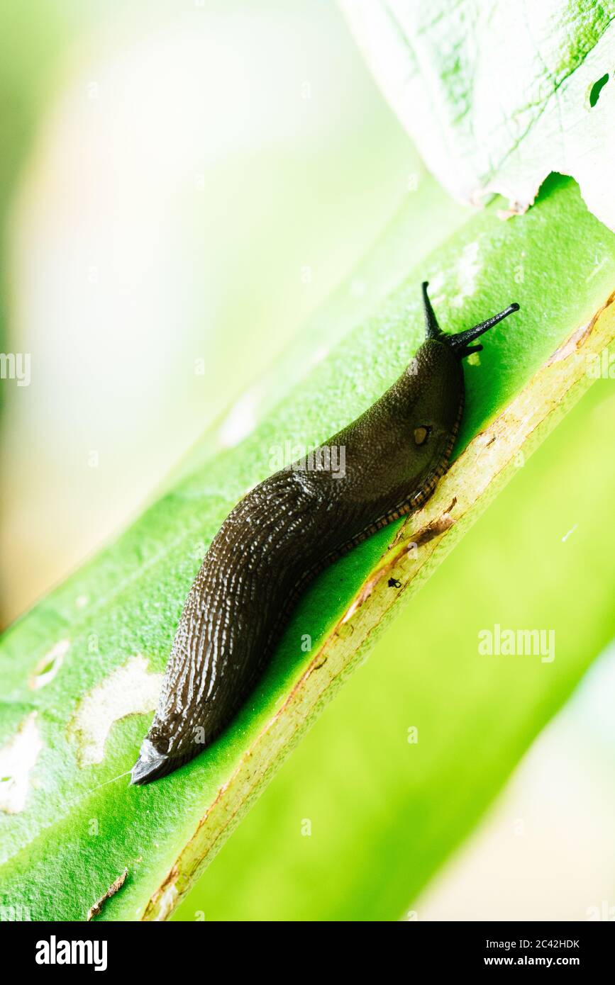 Closeup view from above of a black slug on a leaf Stock Photo - Alamy