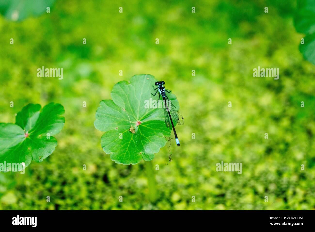 Macro view dragonflies on green hi-res stock photography and images - Alamy