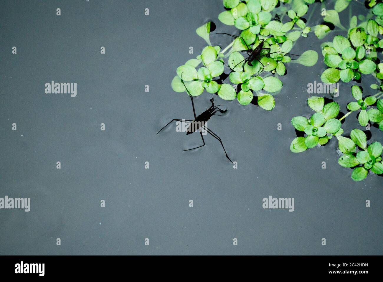 View from above of two water bugs floating on a pond Stock Photo - Alamy