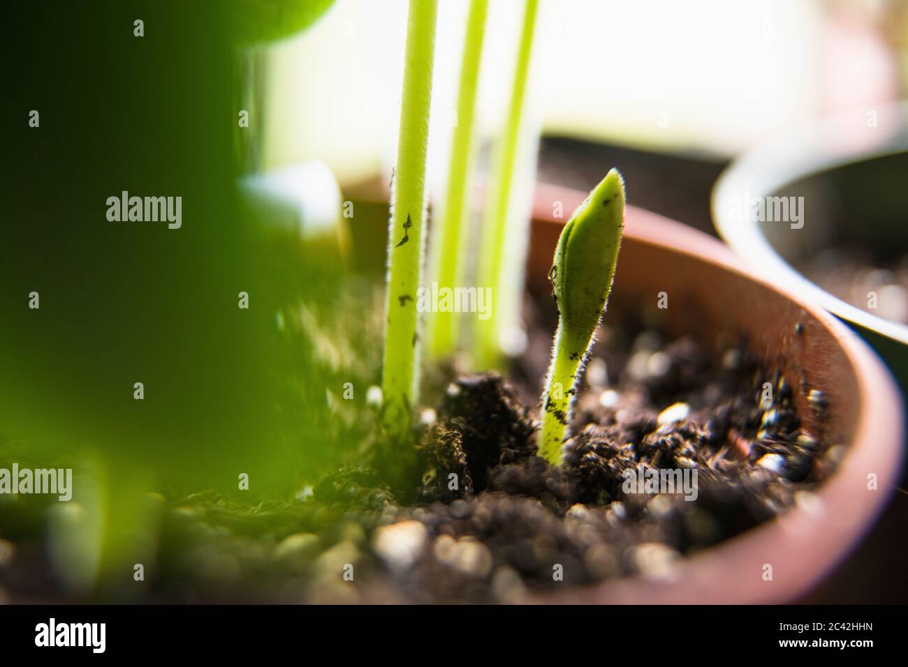 Growing squash seedling before going in the home garden Stock Photo - Alamy