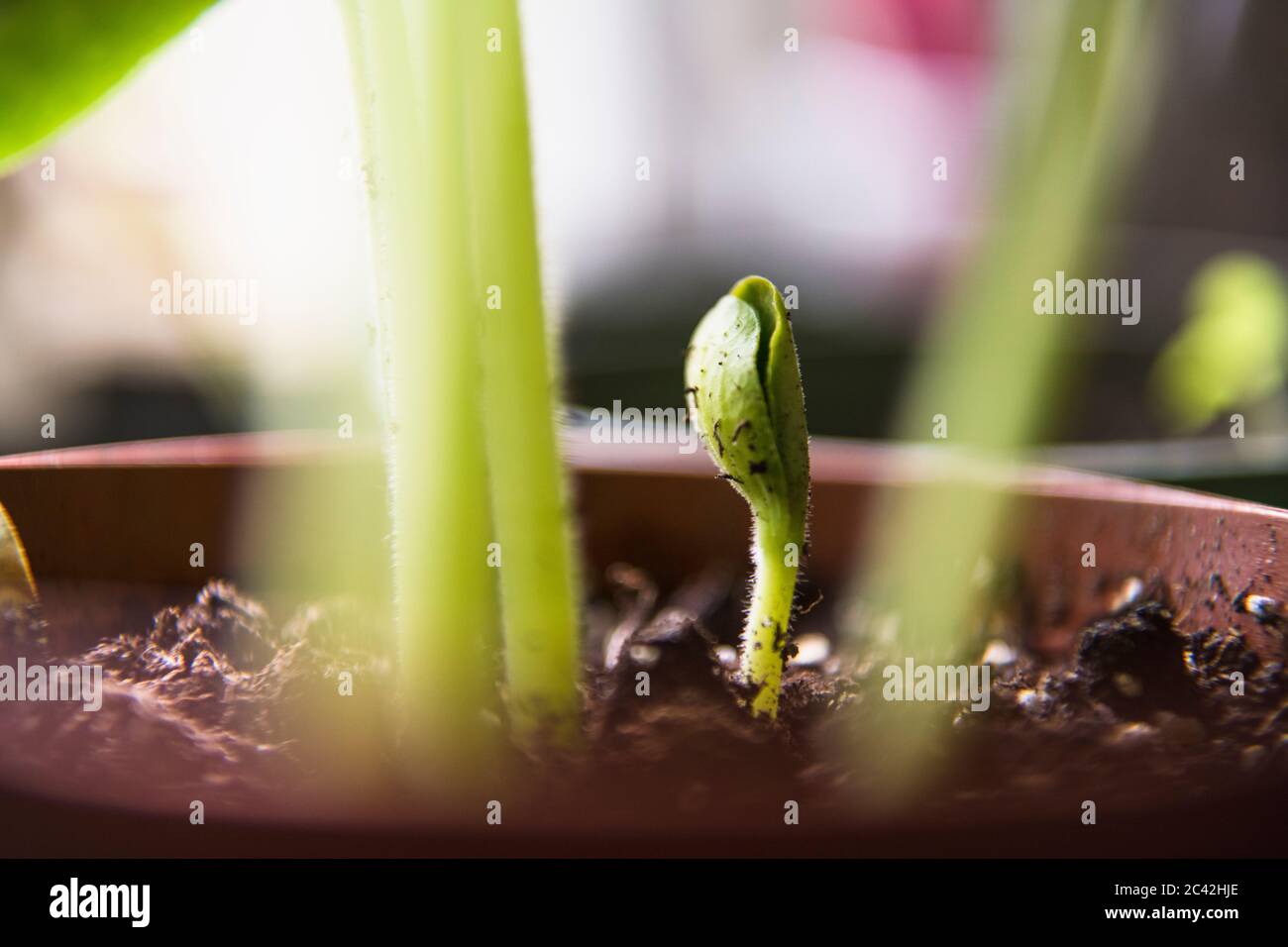 Growing squash seedling before going in the home garden Stock Photo - Alamy