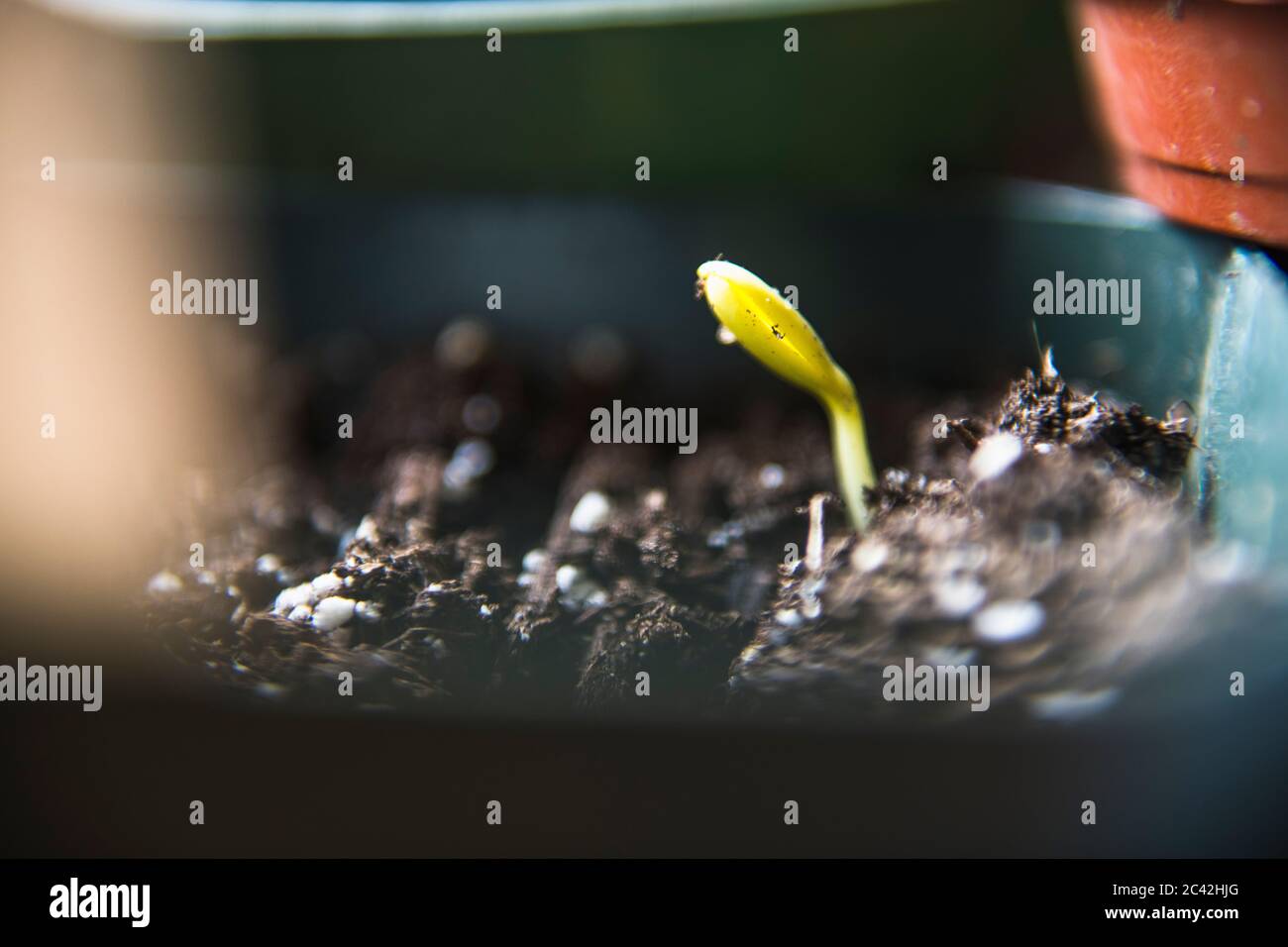 Growing watermelon seedling before going in the home garden Stock Photo ...