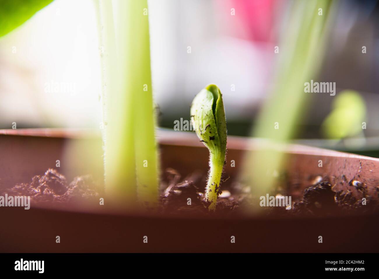 Growing watermelon seedling before going in the home garden Stock Photo ...