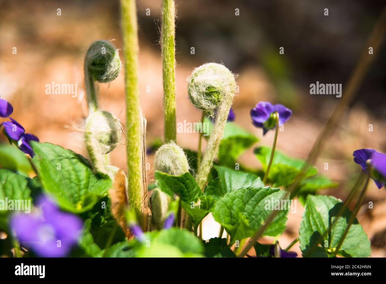 Unfurling springtime ferns hi-res stock photography and images - Alamy