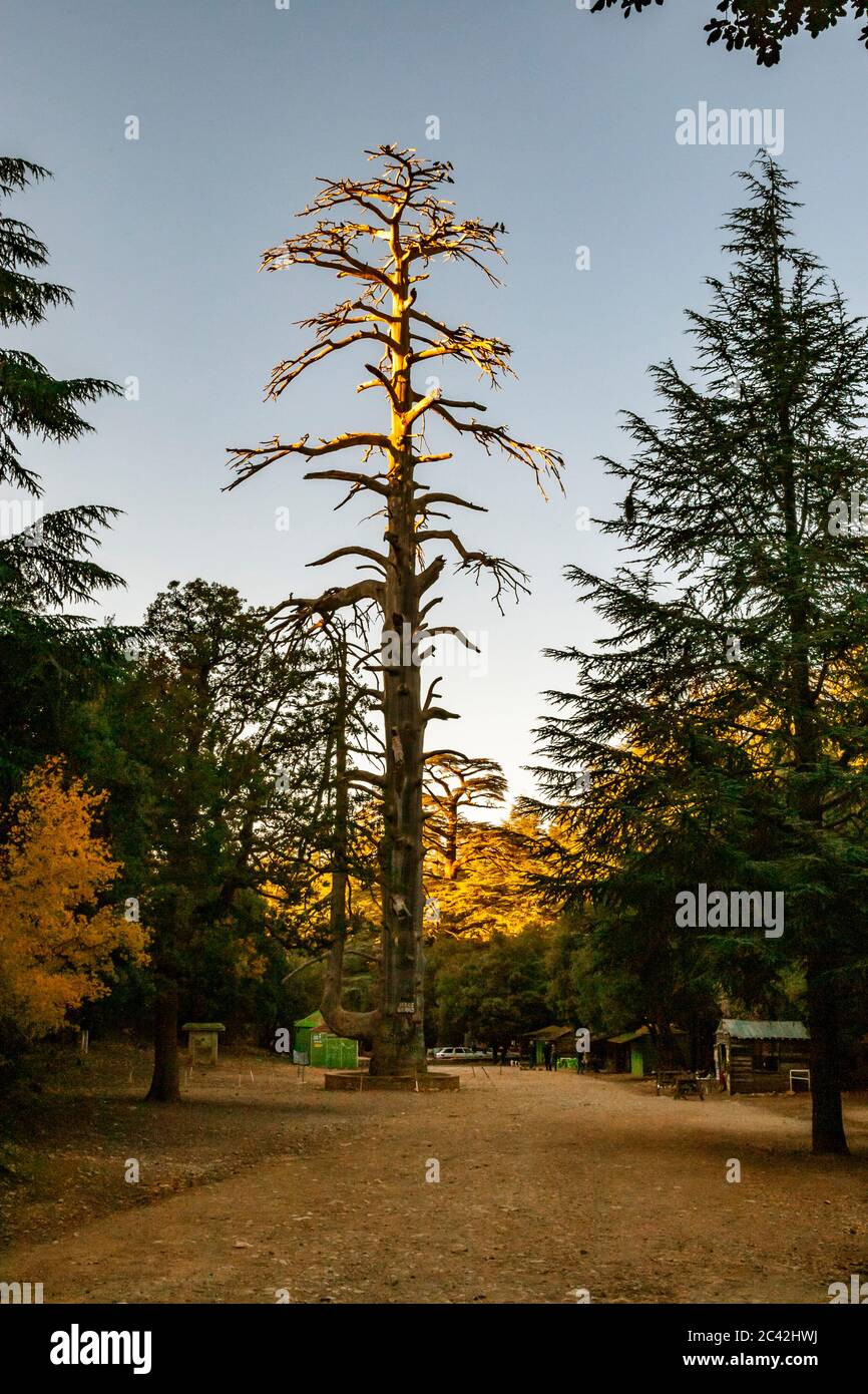 Old cedar forest near Ifrane in Morocco Stock Photo - Alamy