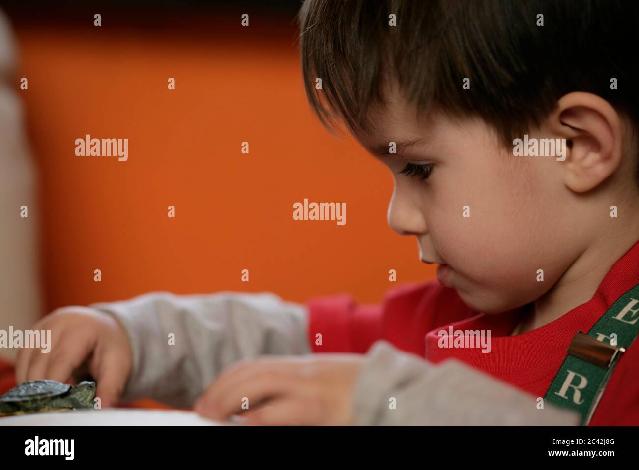 Boy plays with a turtle Stock Photo - Alamy