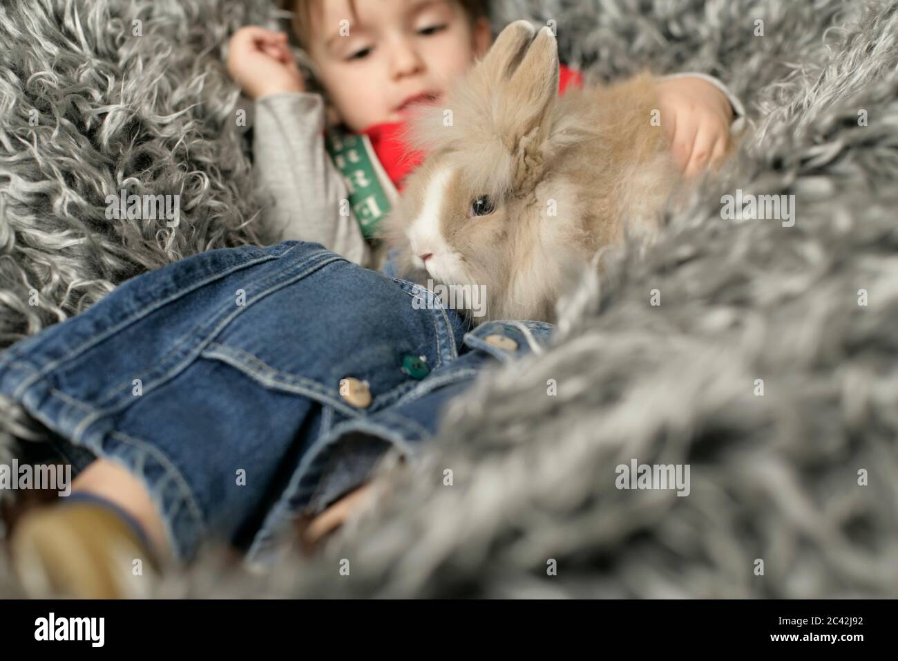 Boy cuddles with a dwarf rabbit Stock Photo - Alamy