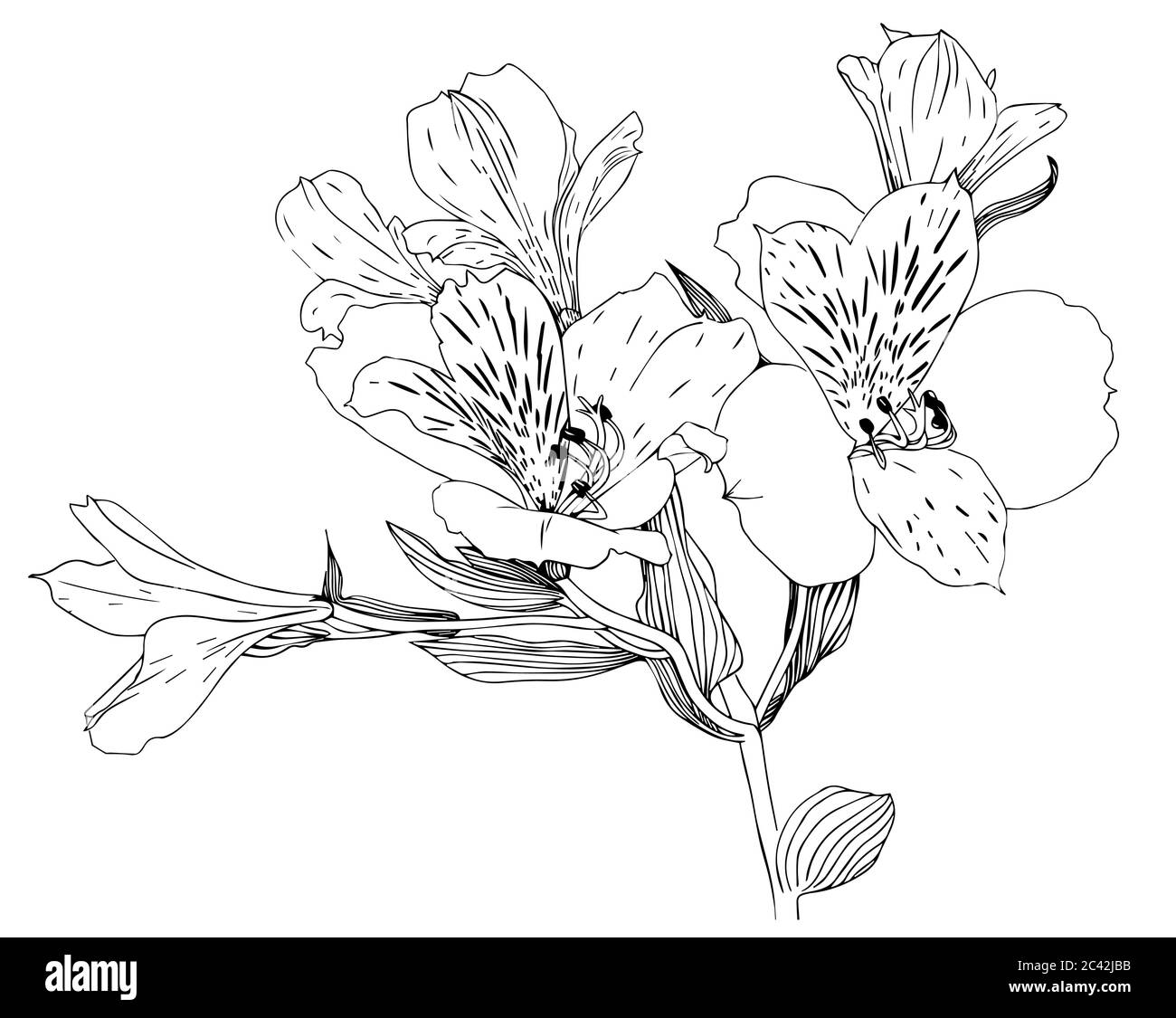 Alstroemeria or peruvian lily Black and White Stock Photos & Images - Alamy