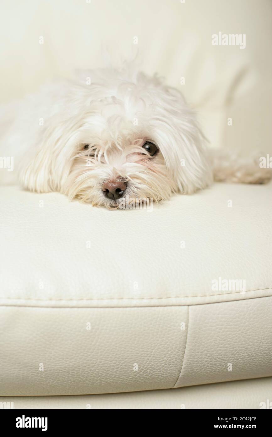 Dog looks at the camera hi-res stock photography and images - Alamy