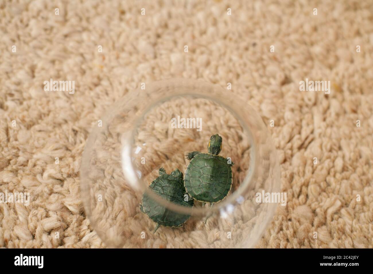 Turtles in a jar Stock Photo - Alamy