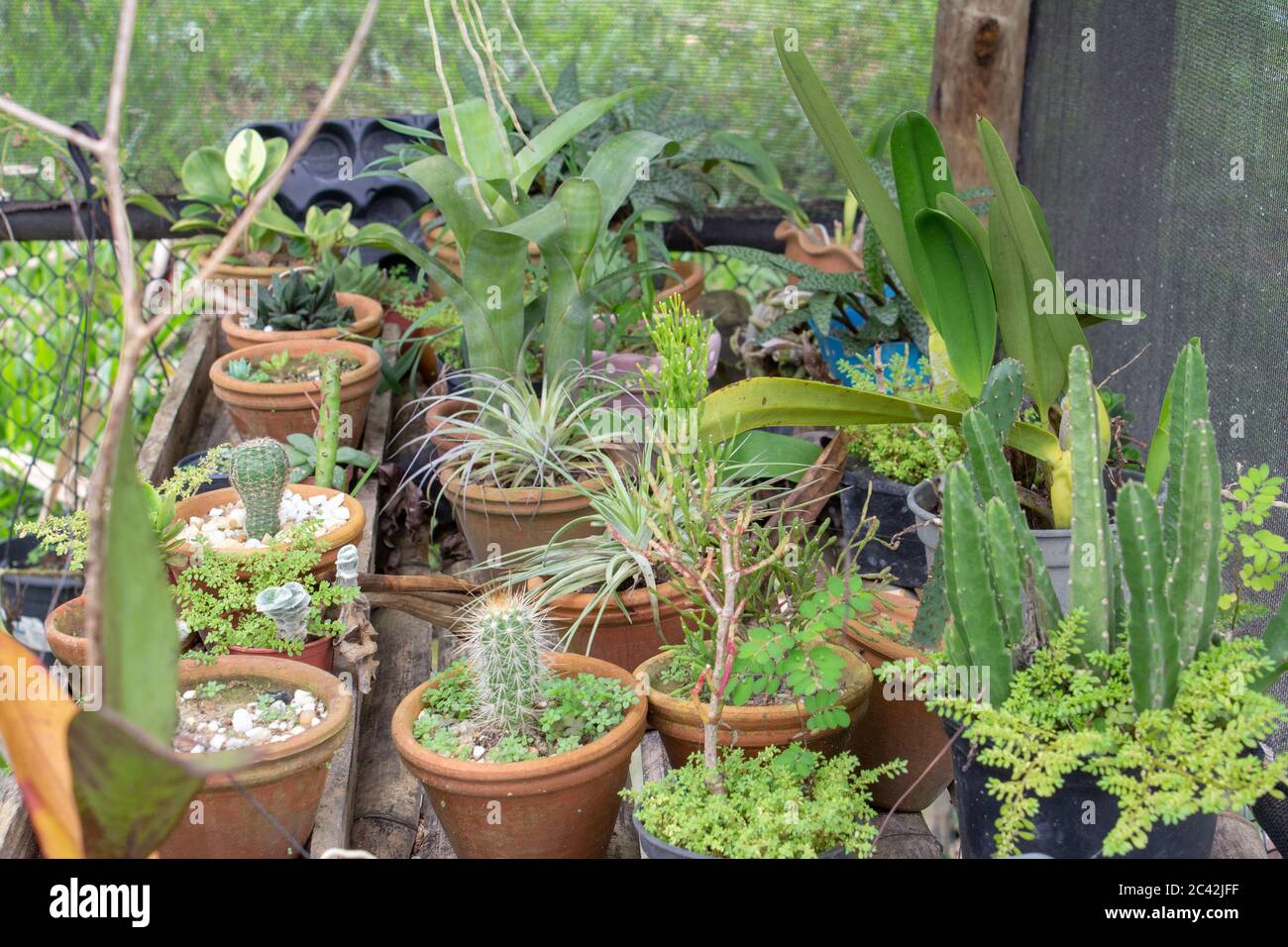 Full of cactus hi-res stock photography and images - Alamy