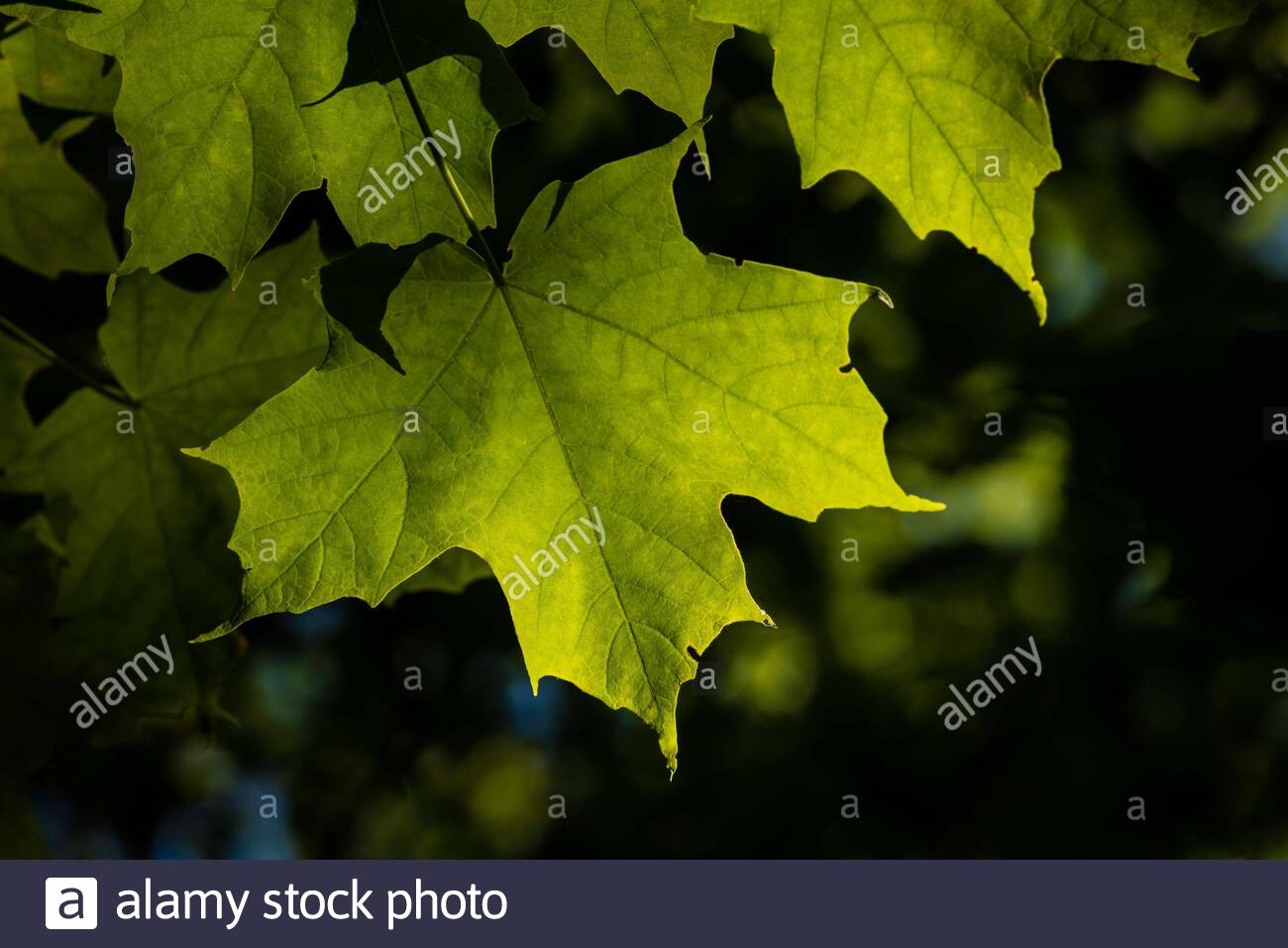 Canadian Maple Leaves High Resolution Stock Photography and Images - Alamy