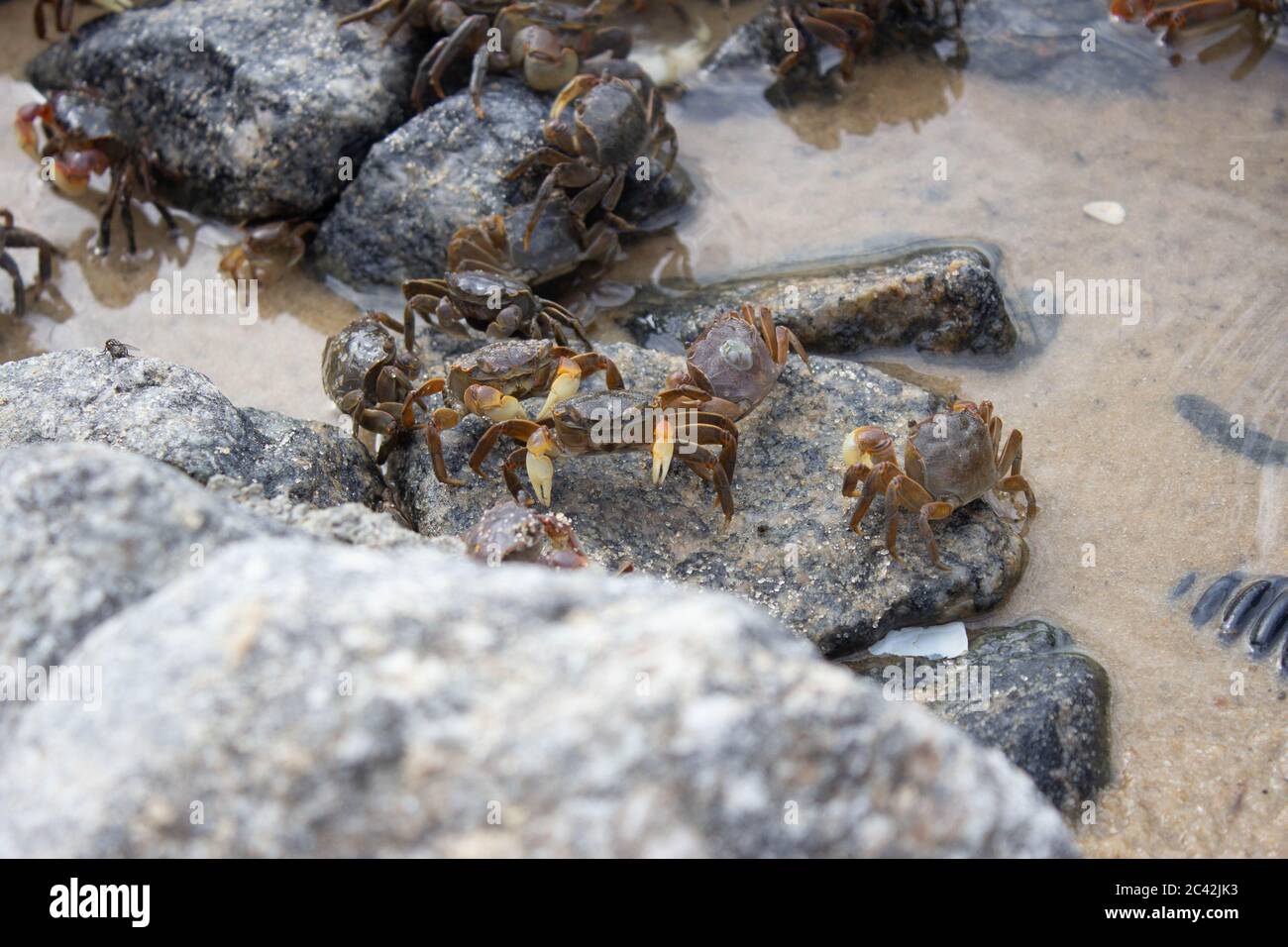 A group of small crabs on the rocks of a beach Stock Photo - Alamy