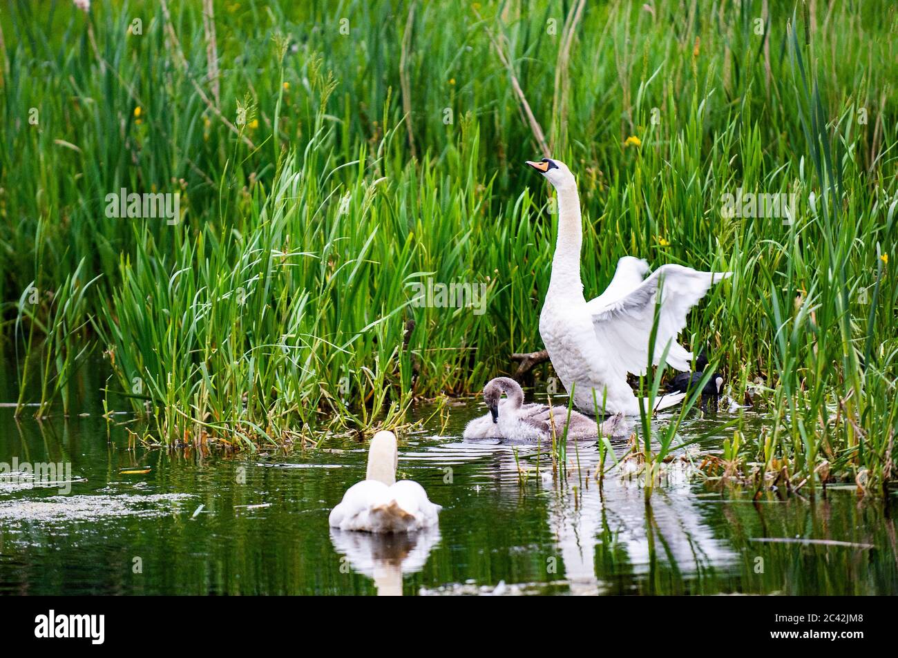 Big swan family hi-res stock photography and images - Alamy