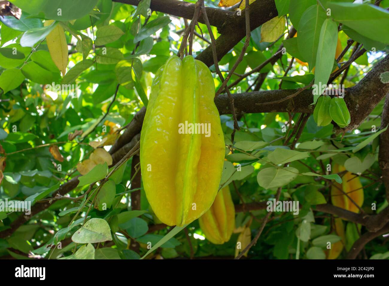 Star fruits at tree hi-res stock photography and images - Alamy