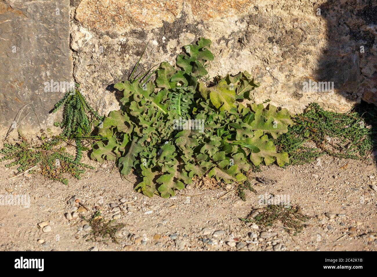 Plants as a model for ancient Roman ornaments in Volubilis, Meknès-El ...