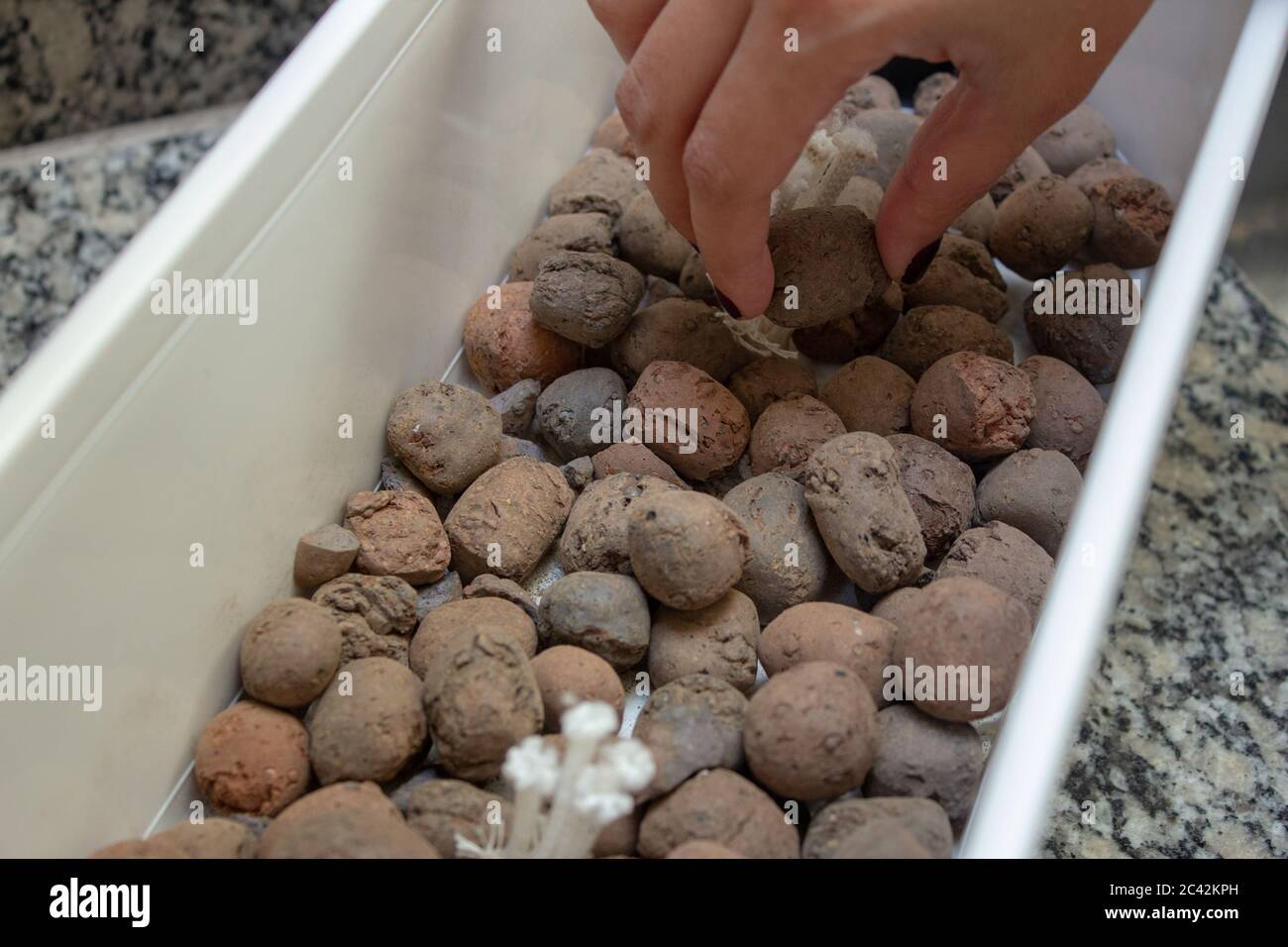 Woman handling expanded clay on a flower pot preparing for planting ...