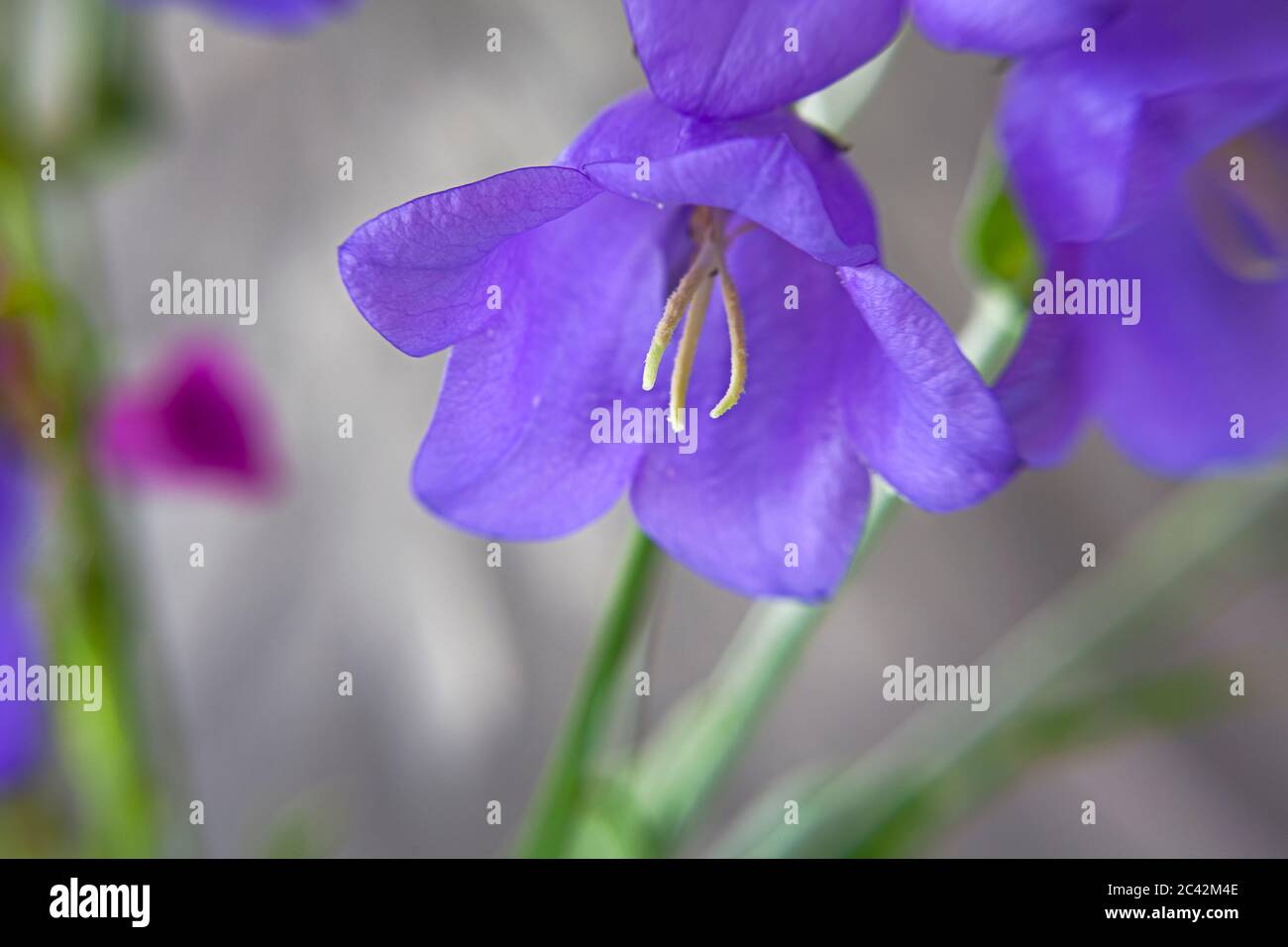 Bell curve hi-res stock photography and images - Alamy