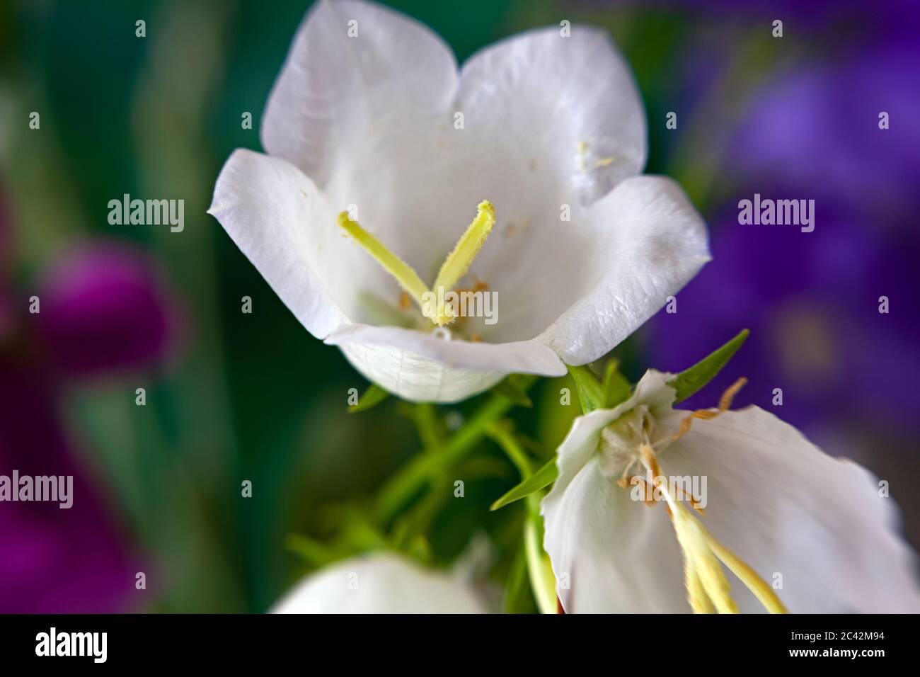 Tall bluebell hi-res stock photography and images - Alamy