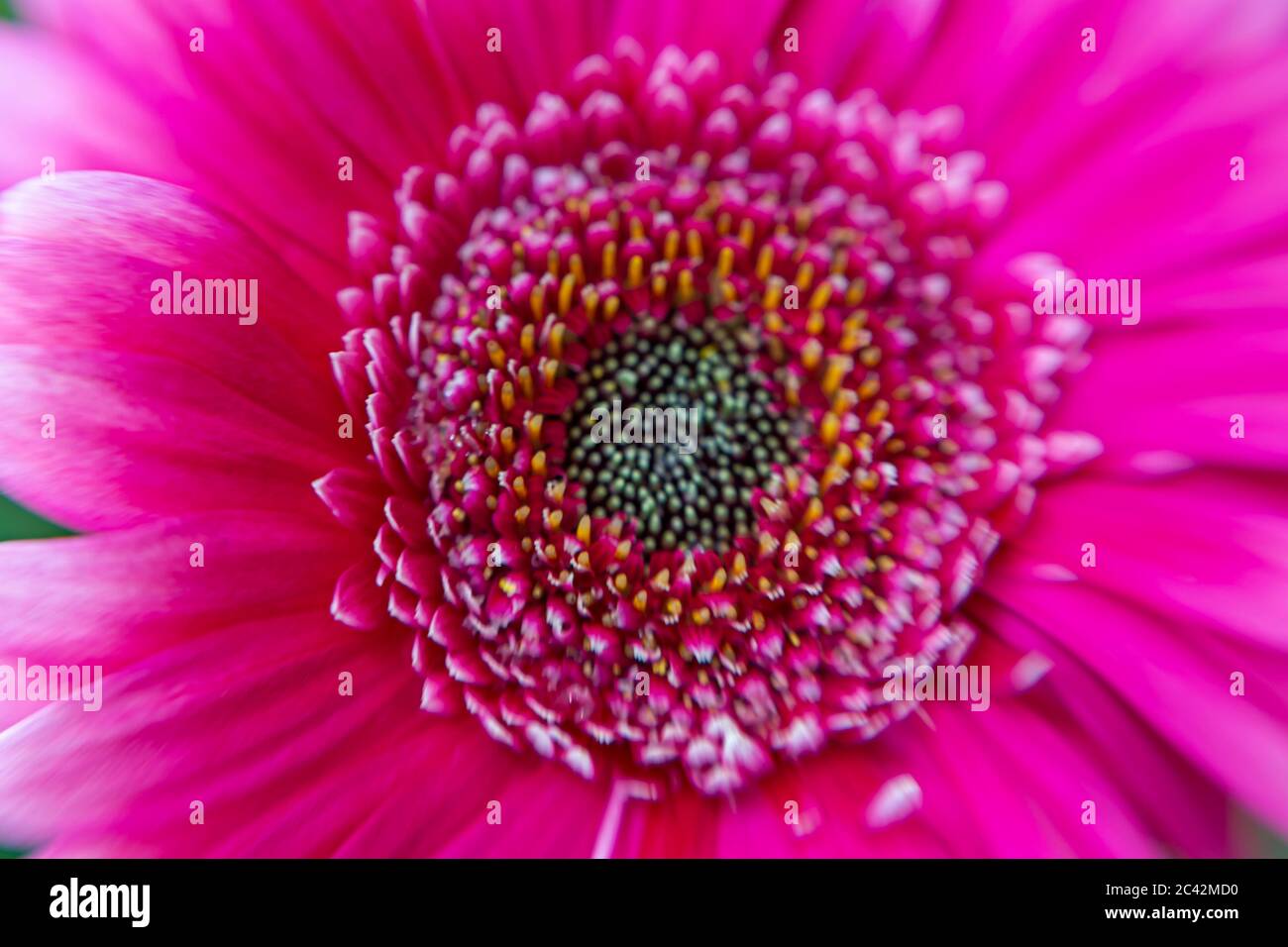 Composit flower hi-res stock photography and images - Alamy