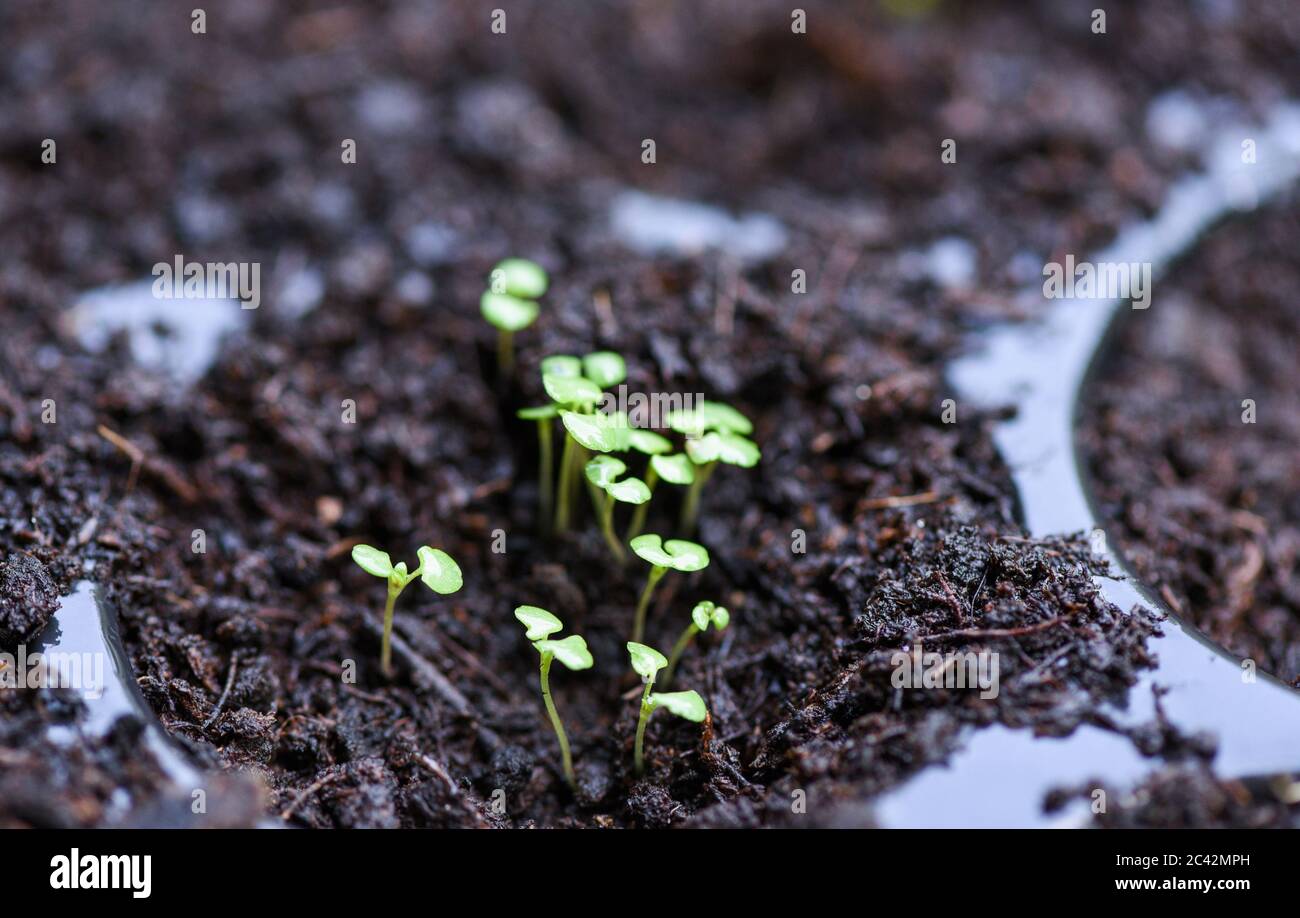 Green young plant growing gardening plantation agriculture concept ...